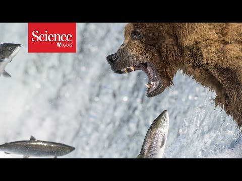 Bears are bigger killers than thought, gruesome video footage reveals ...