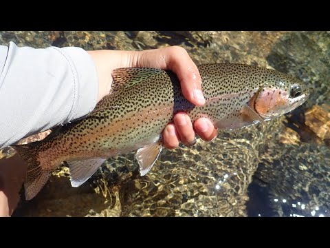 Video: Upper Kern River Fly Fishing | Golden Trout Wilderness