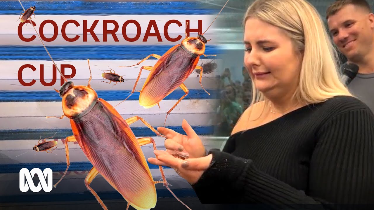 Αγώνας δρόμου για… κατσαρίδες – Αυτή που κερδίζει τρώγεται ζωντανή – ONLARISSA.GR Νέα Ειδήσεις ...