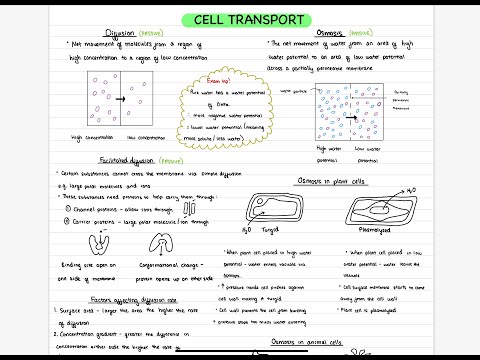 Cellular transport notes – Medics Teach Bio