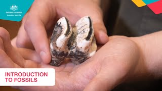 Introduction to fossils
