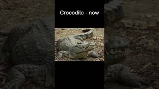 Animals evolved from dinosaurs - Part 1 #animals #dinosaurs #evolve #history #extinction #species