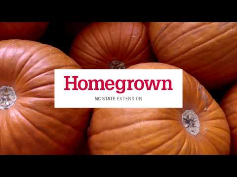 How to Pick and Keep the Perfect Pumpkin – Featured Video – Maryland Grows