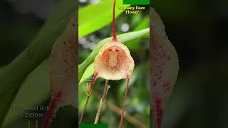 Discover the enchanting monkey face orchid #monkeyfaceorchid #orchid