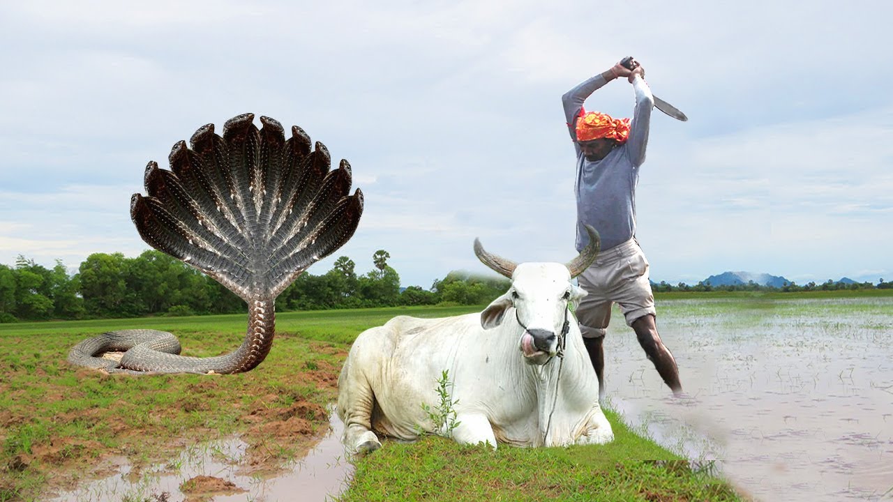 It's so scrary!! when the man was hypnotized by the ten-headed snake!!