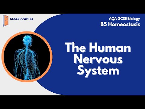 The Human Nervous System Videos – Classroom 42