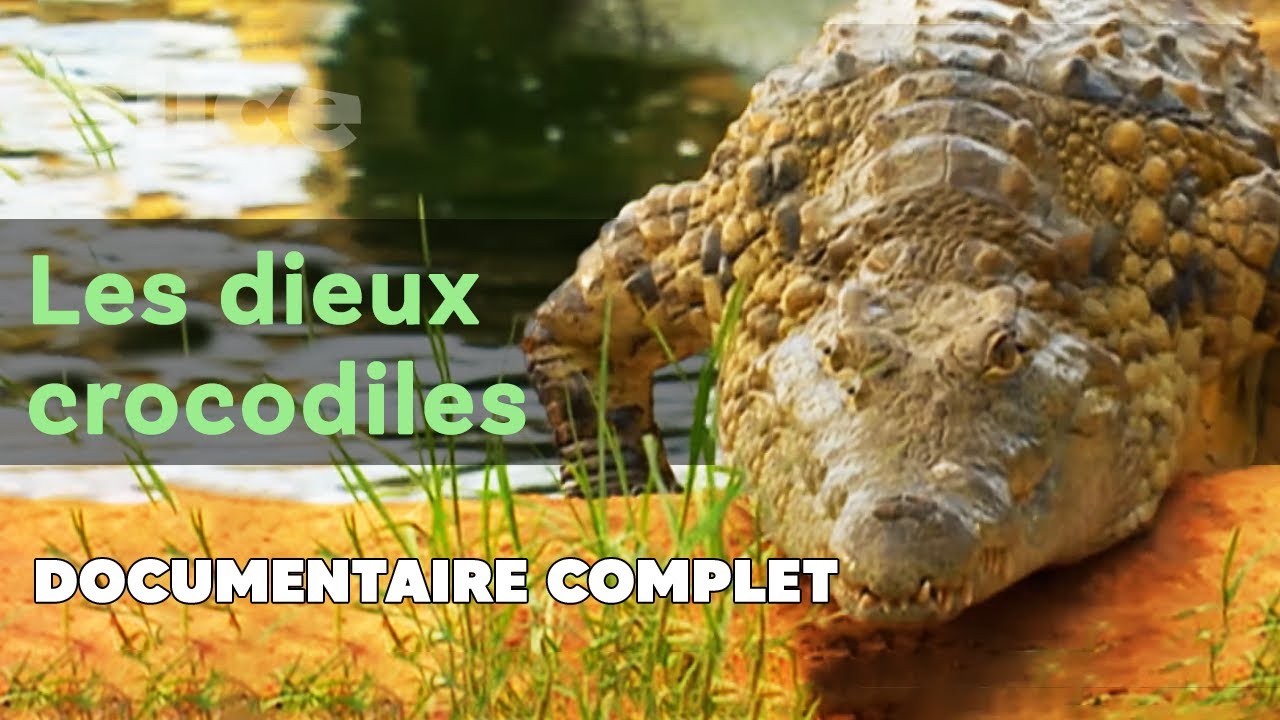 Documentaire | Ceux qui vivent avec les crocodiles
