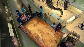 How to Find Your Dragon (a "How to Train Your Dragon" special feature)