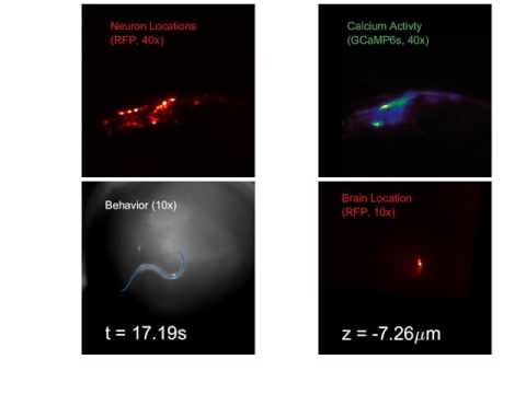 Imaging system tracks brain activity of a freely moving worm ...