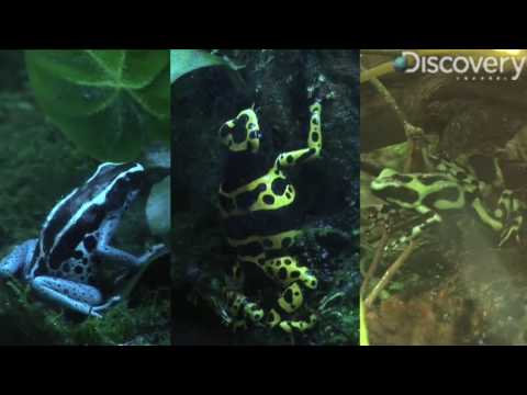 Ecological Niche | Poison Dart Frogs