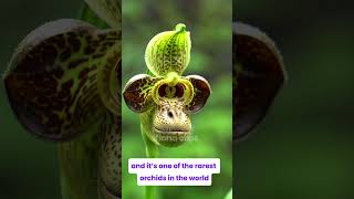 Monkey Face Orchid – Real or Hoax? #shorts #trending #flora #fauna #orchid #monkey