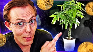 Should You Buy The (Costa Farm Money Tree) For Your Space in 2022?