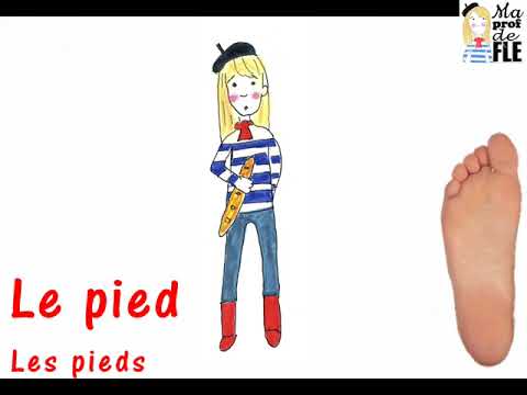 S2 – Le corps humain – FLS ressources