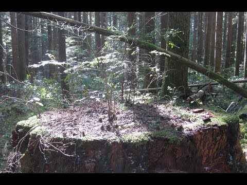 Random Videos – Liesl Lafferty