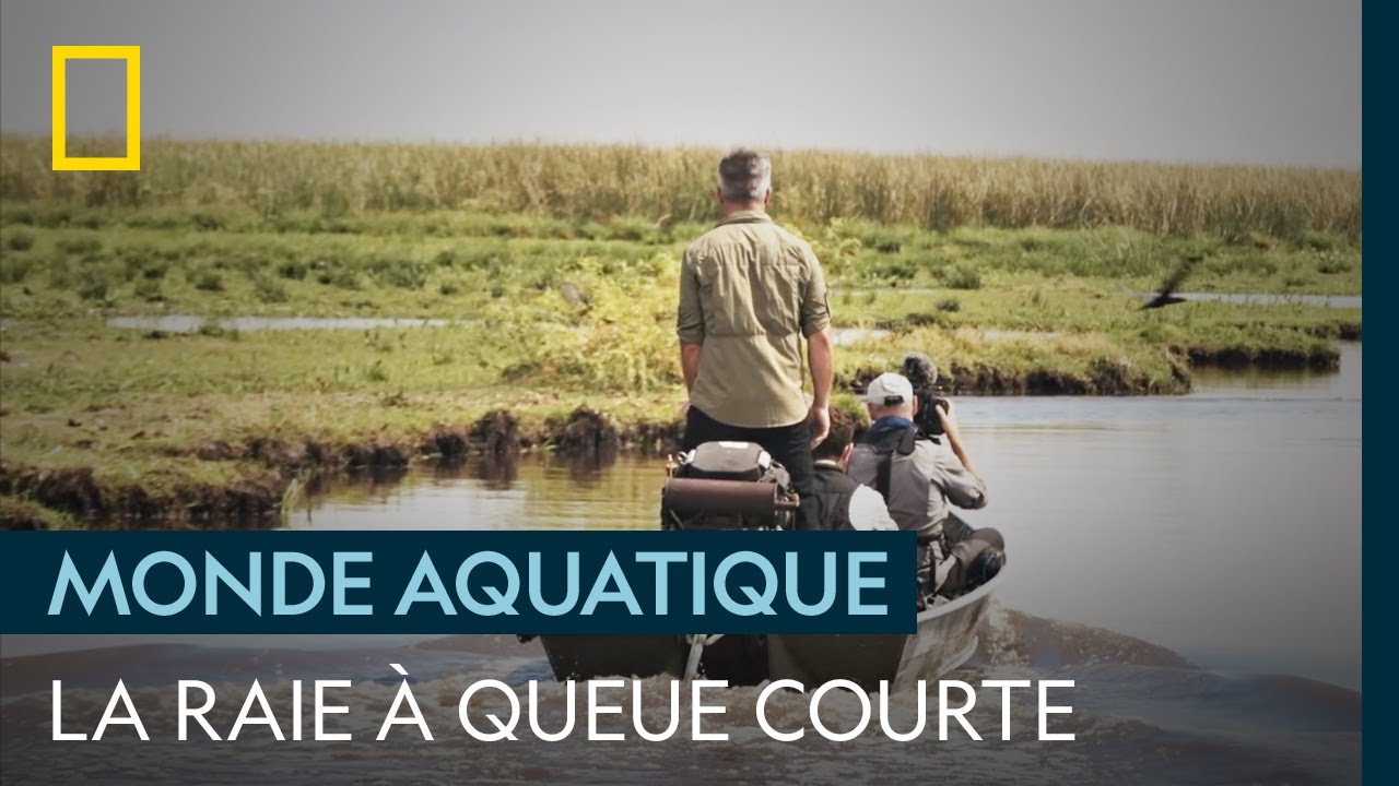 Documentaire | À la recherche de la raie venimeuse à queue courte géante