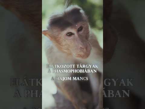 Majom mancs – Phasmodex