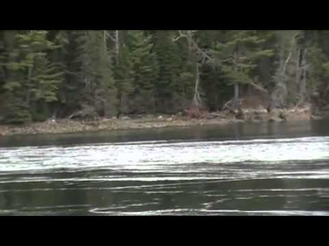 Bay of Fundy tides | Updates from the Paleontology Lab