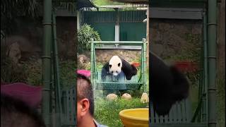 Kungfu Panda Meng Lan #panda #pandabear #pandalife #giantpanda #goviral #goviralshorts