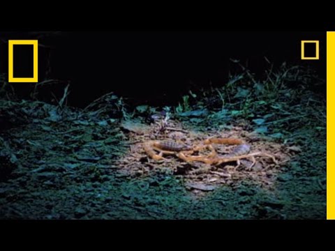 Cannibal Scorpions vs. Shrew | National Geographic - Video Explode