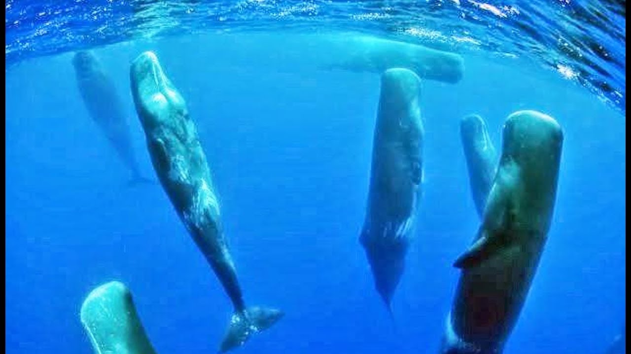 Documentaire | Les cachalots dorment à la verticale