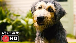 Lady And The Tramp Clip - Dog Moves Out (2019) Disney+