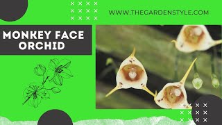 Monkey Face Orchid - Rare Orchid - Amazing Flowers ⭐ ⭐