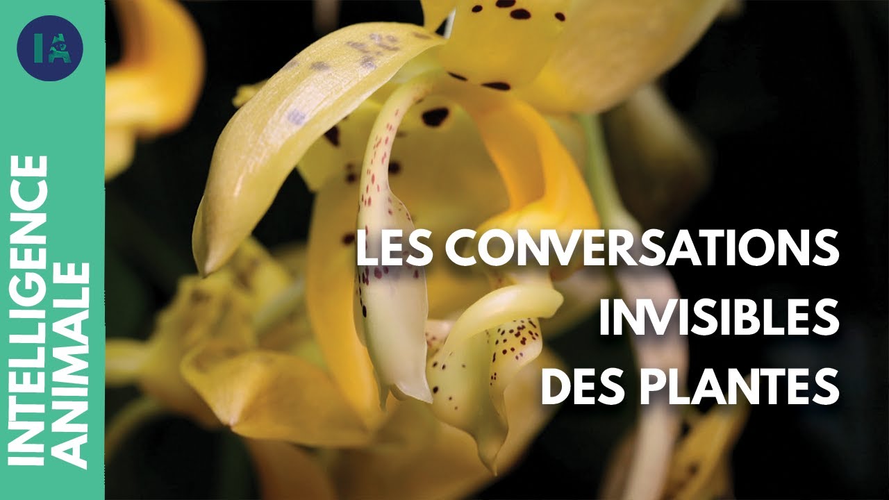 Documentaire | Comment les plantes communiquent-elles