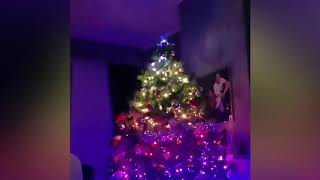 My home twinkly Christmas Tree 🎄 view