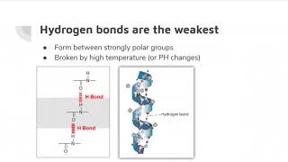 1.4 Proteins REVISION IN 4 MINUTES! (A Level Biology)