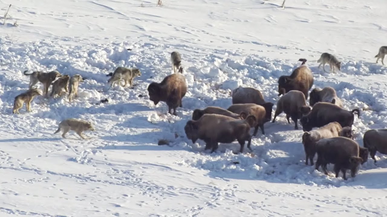 Documentaire | Meute de loups VS troupeau de bisons
