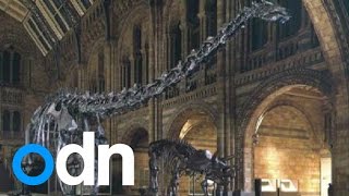 Museum's star 'Dippy' the dinosaur to retire, making way for blue whale