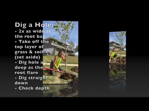 Voucher Program – Trees Forever