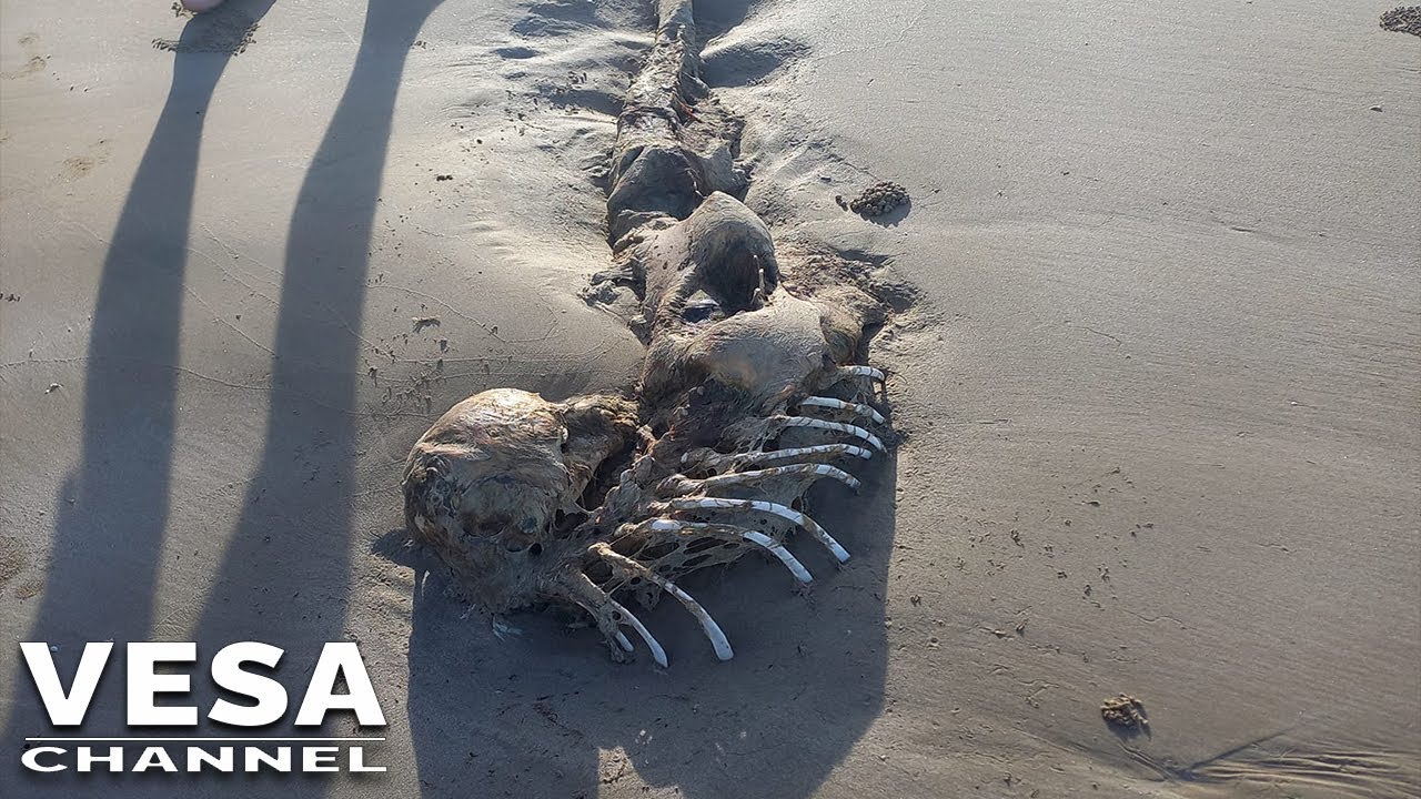 Mystery ‘Alien’ ‘Mermaid’ Like Creature Washes Ashore In Australia And ... Mystery ‘Alien’ ‘Mermaid’ Like Creature Washes Ashore In Australia And ...