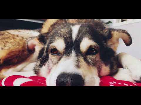 Doggo – 🛜Personal Content Hub – BryceCube