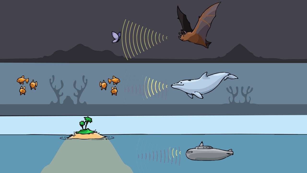 What is Echolocation? - RobinAge