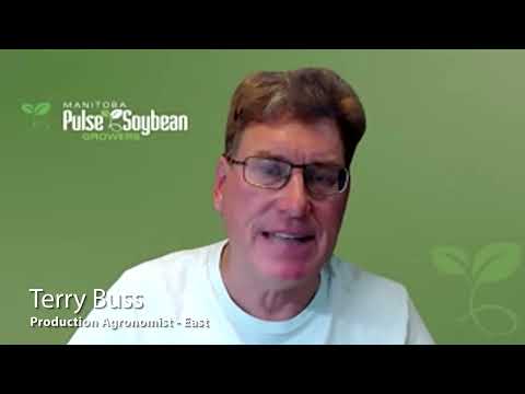 The Bean Report – August 27, 2025 – Manitoba Pulse & Soybean Growers