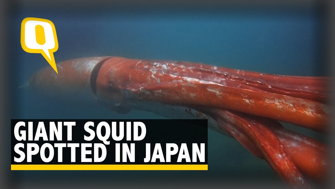 Giant squid washes up on Cape Town beach - Smile 90.4FM