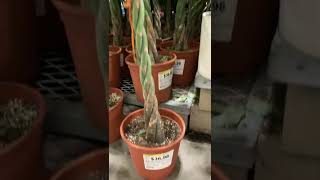 Money Tree Plants | Home Depot Finds | #shorts