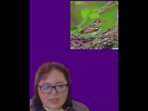 A Hermit Thrush from a Haudenosaunee Folktale | Khiatons