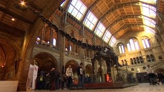 Watch | Dippy the dinosaur is leaving London