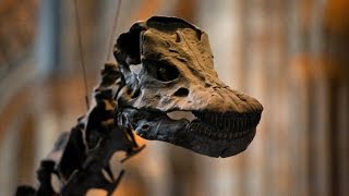 Where is Dippy the dinosaur going on tour?