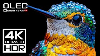 The Coolest Video 4K 120 FPS HDR Dolby Vision - 4K Video ULTRA HD