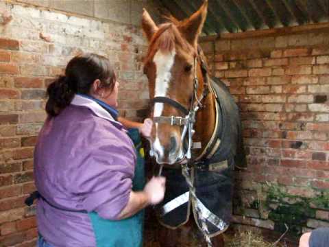 Leonardos Horse | abuzzguises