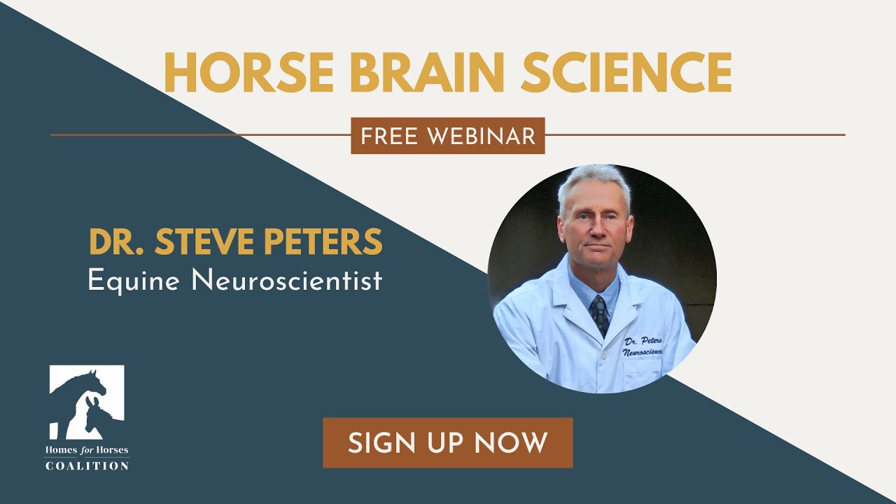 What To Expect – Horse Brain Science