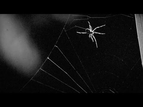 Venamoris – Spiderweb – Mondo Bizarre Magazine