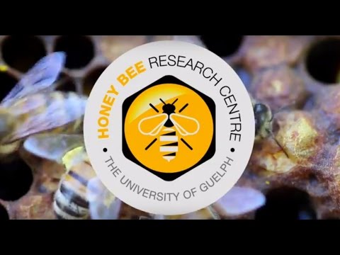 Science of Bees – Project Bee