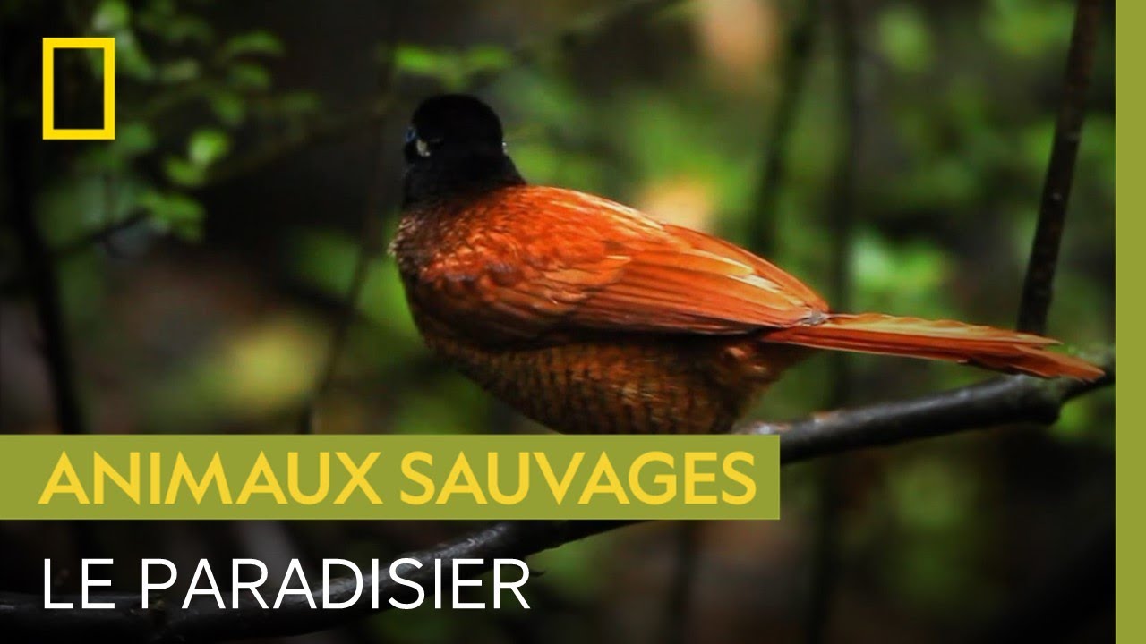 Documentaire | Le monde fascinant des oiseaux de Paradis