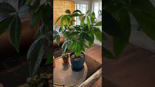 Money Tree 'Guiana Chestnut' Pachira Braid