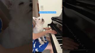 #merrygoroundoflife #howlsmovingcastle #studioghibli #joehisaishi #soothing #dogsofyoutube ????