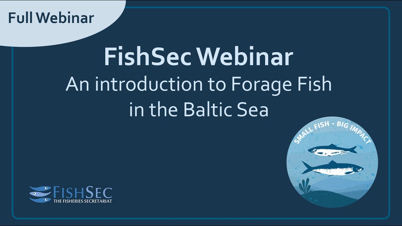 Join our webinar on “An introduction to Forage Fish in the Baltic Sea” – FishSec